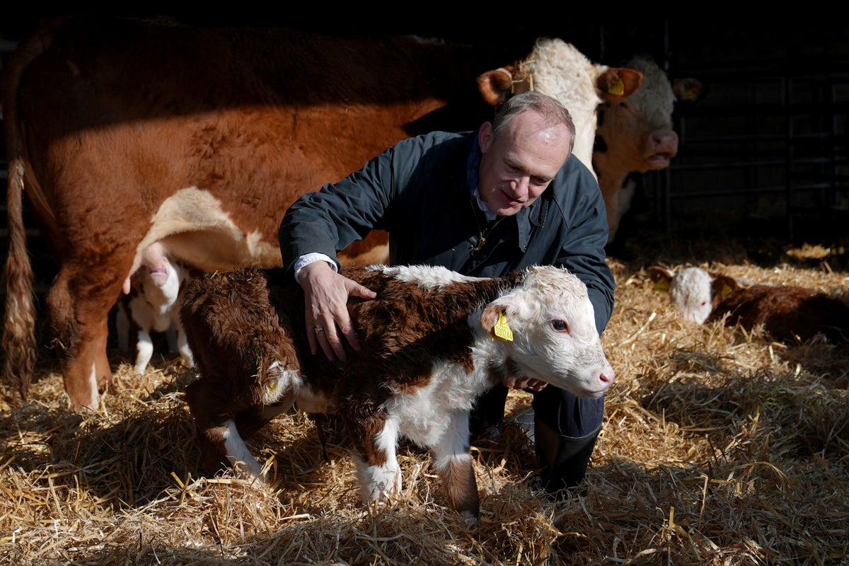 Davey mucks out and handles calves in latest stunt over farm ...