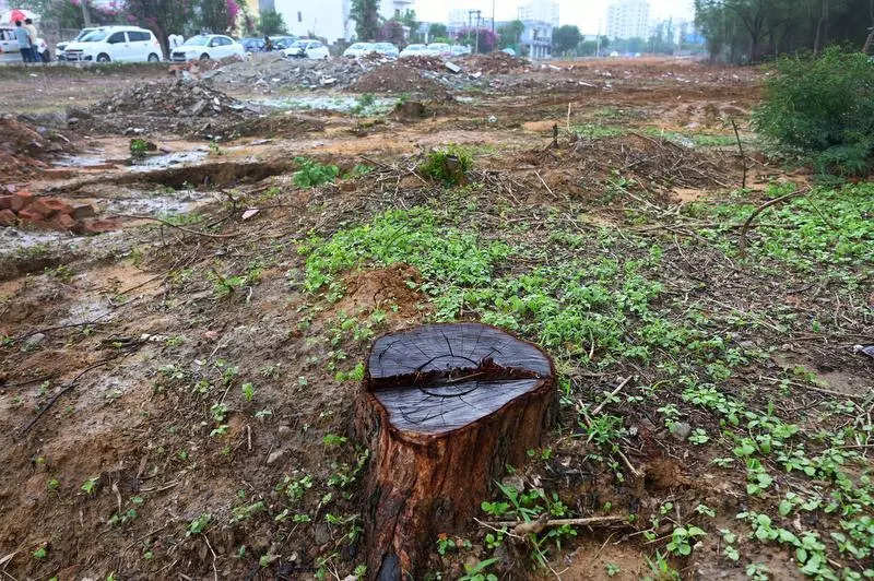 Case filed over cutting of four trees