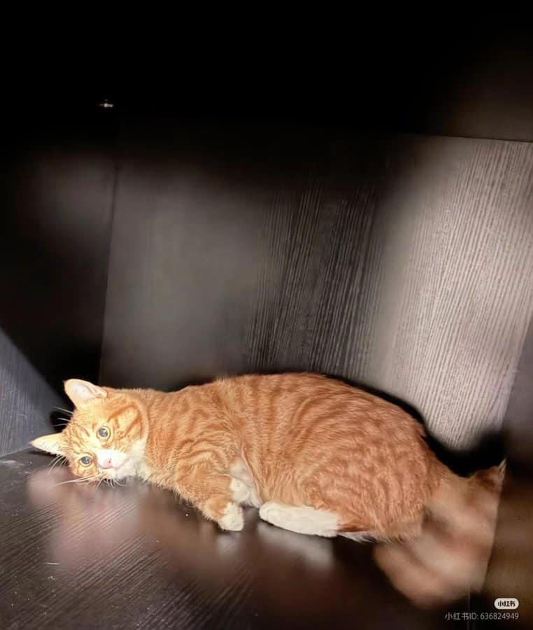 40 Funniest 'No Context Cats' That Say Everything They Need To Say In ...