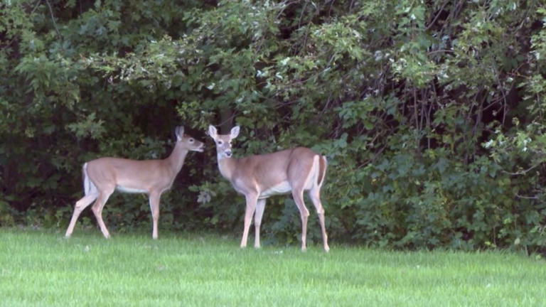 Ohio Supreme Court won’t hear Mill Creek Park deer hunt case Ohio Supreme Court won’t hear Mill Creek Park deer hunt case