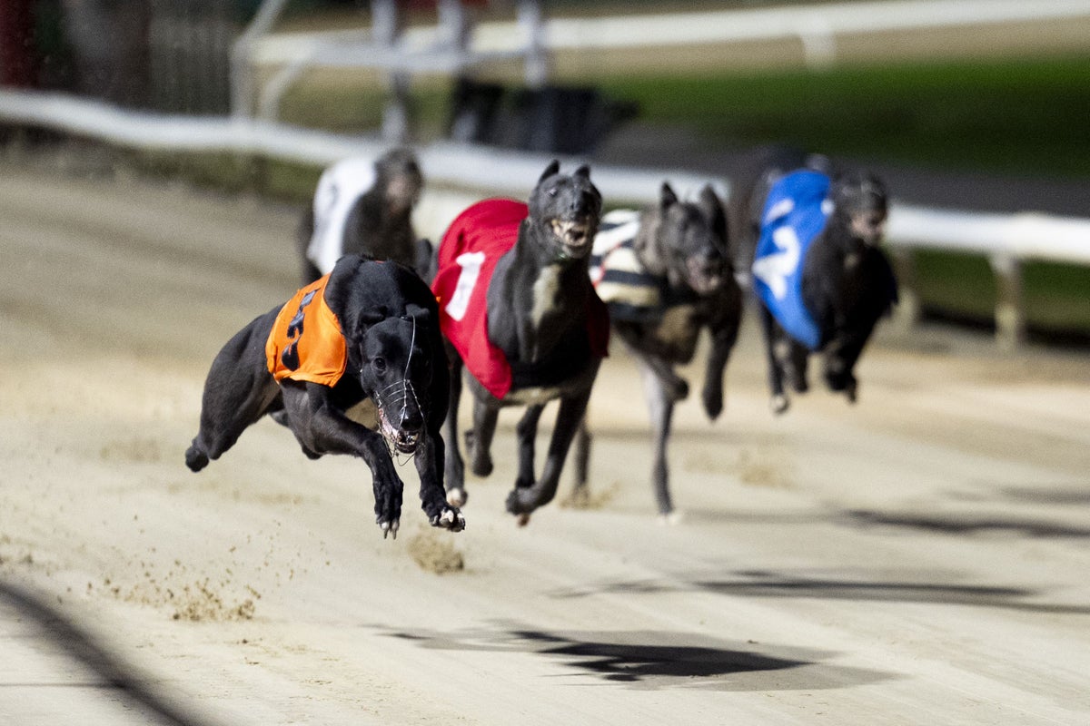 Ban on greyhound racing to come in ‘as soon as practicably possible’ in ...