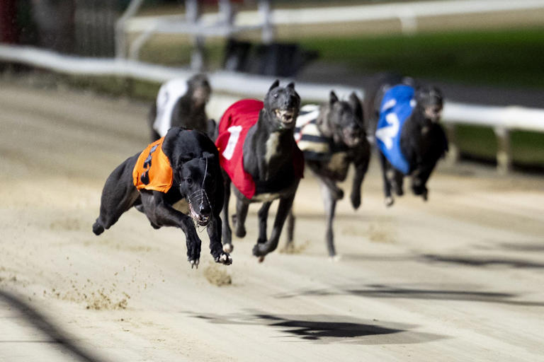 Ban on greyhound racing to come in ‘as soon as practicably possible’ in ...