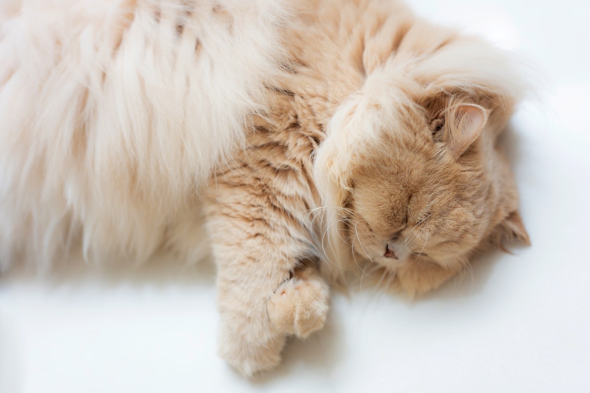 Dramatic British Longhair Cat Sisters Take Turns Posing As 'Roadkill ...