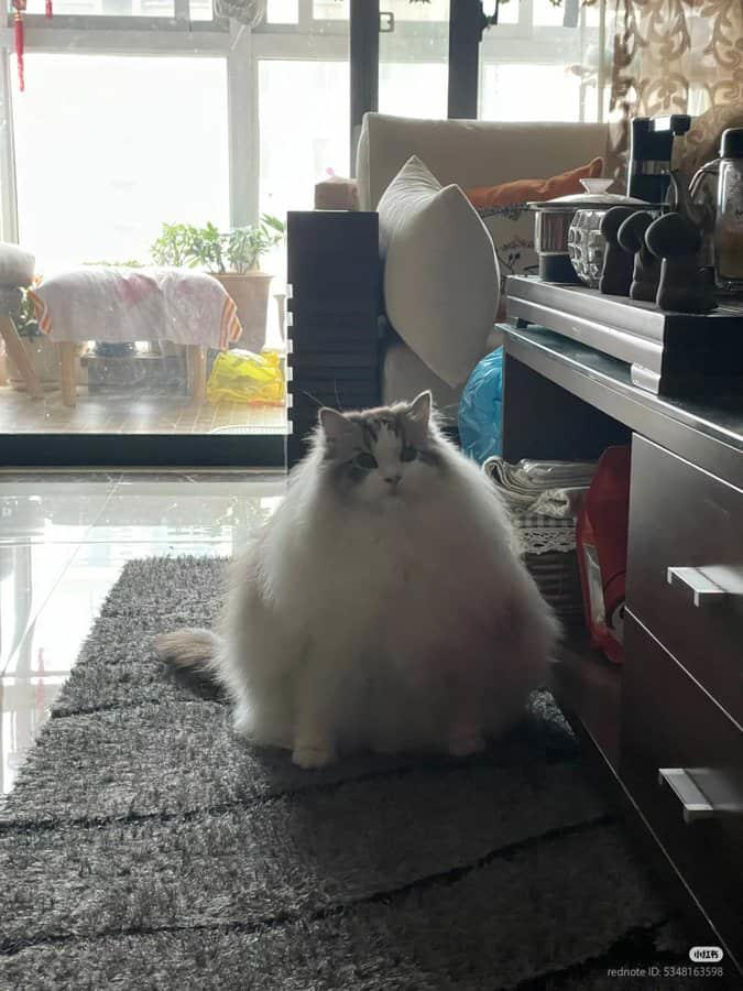 40 Funniest 'No Context Cats' That Say Everything They Need To Say In ...