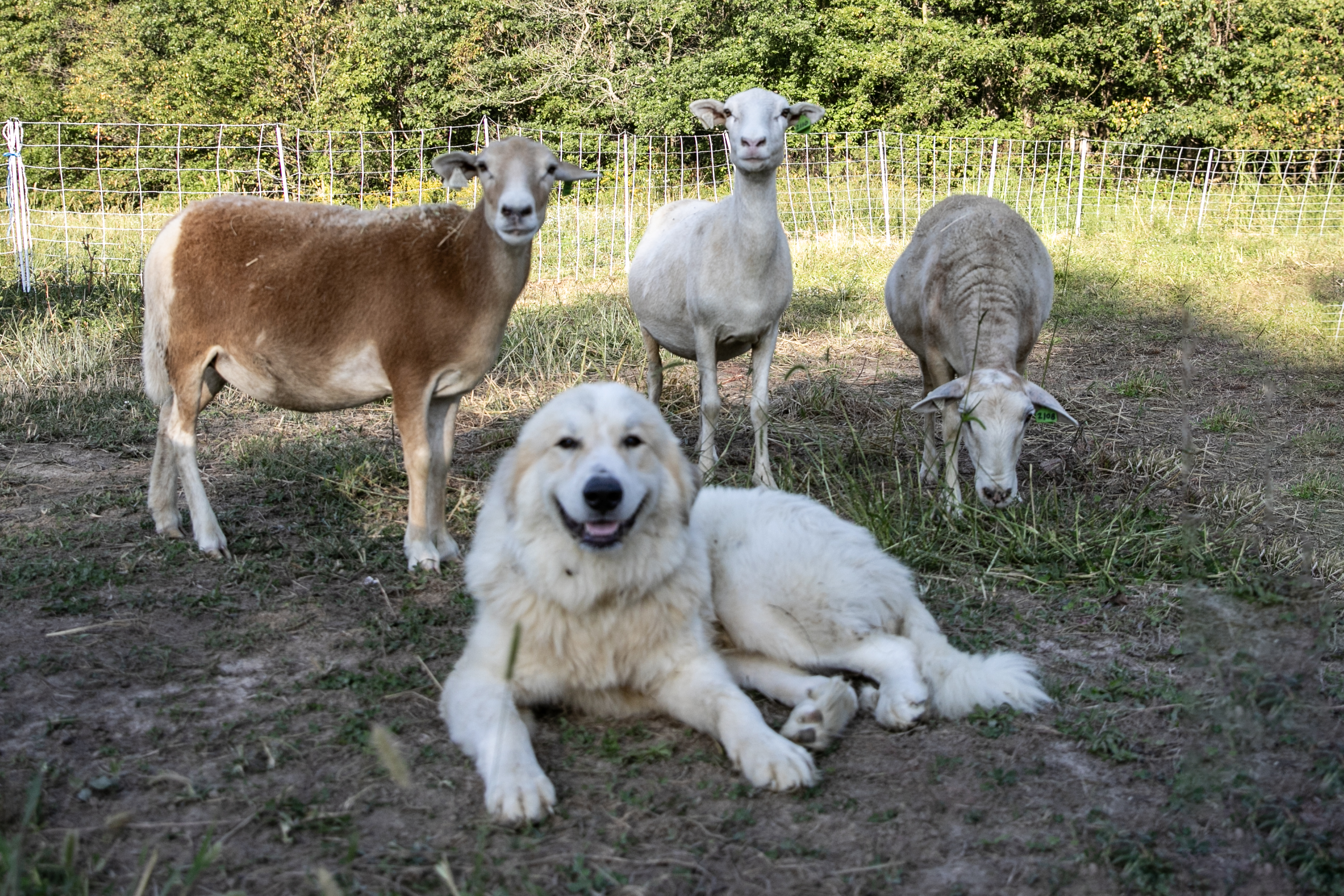 Great Pyrenees 'In Love' With Baby Goat Abandoned at Birth Melts Hearts