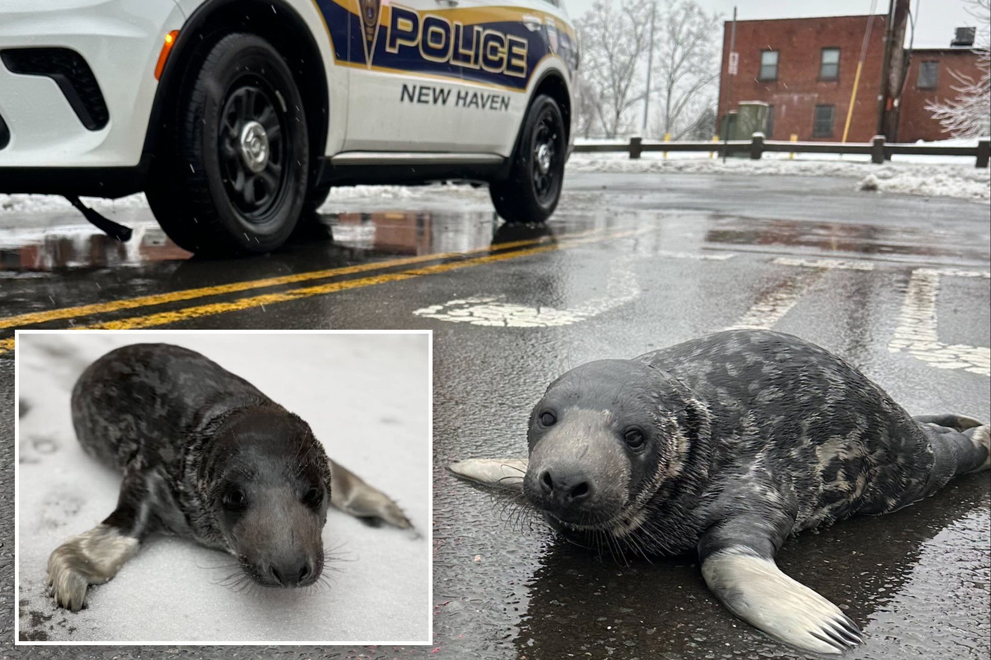 Mysterious baby seal flops into middle of Connecticut city: ‘He was ...