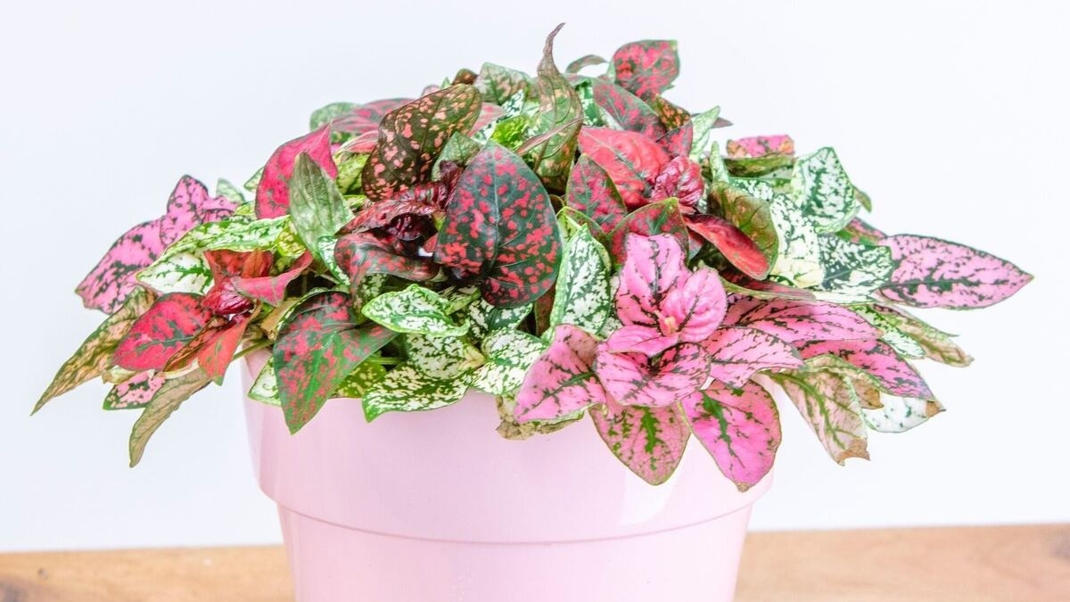 Painter's Palette Plant: What It Is and Everything You Need to Know