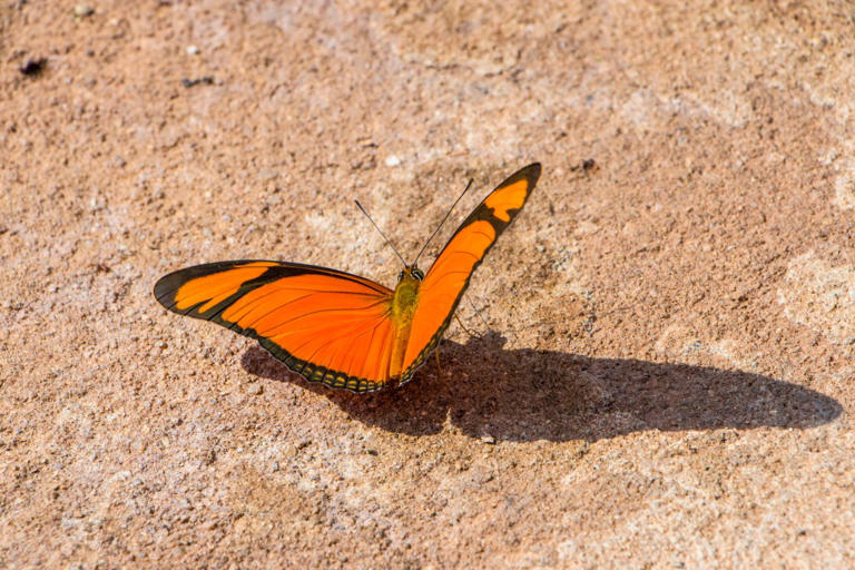 Teen who injected himself with crushed butterfly spent 7 agonizing days ...