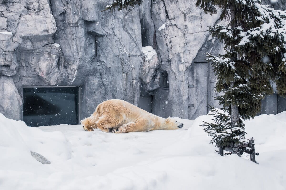 Overjoyed Animals Rolling in Snow at Oregon Zoo Are Full of Pure ...