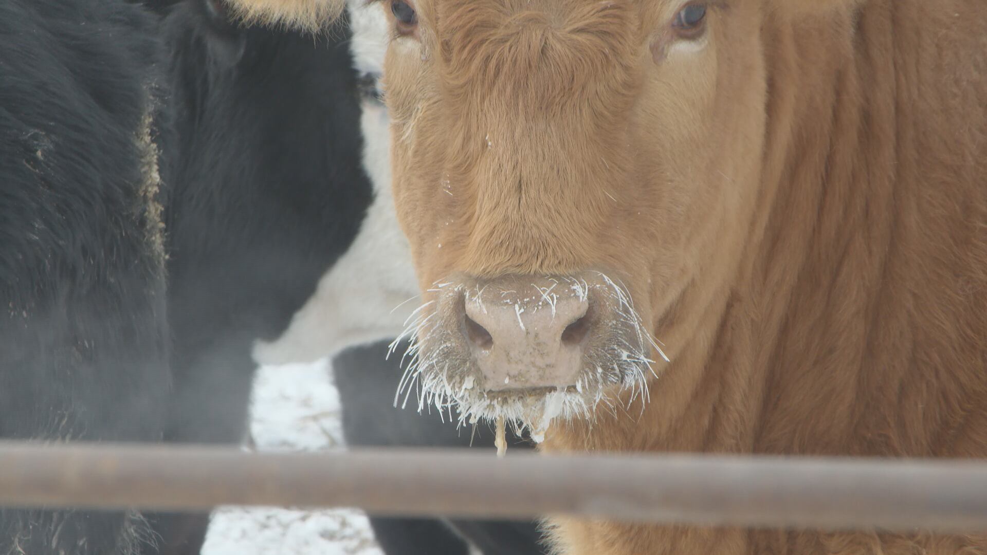 Too cold for cattle? How farmers with livestock are handling the cold