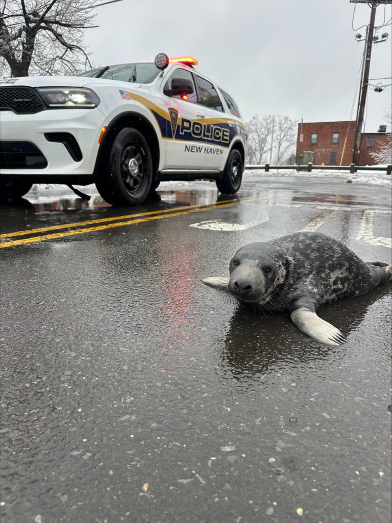 Mysterious baby seal flops into middle of Connecticut city: ‘He was ...