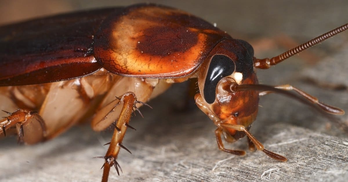 Urban heat is forcing insects to evolve in years, not millennia