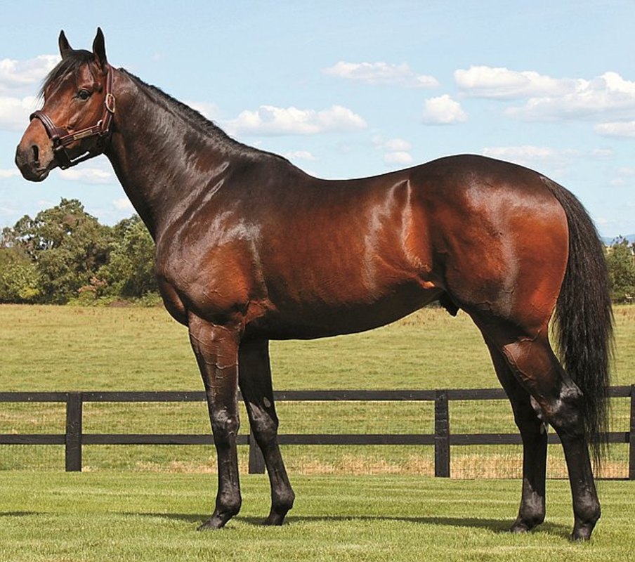 Laminitis Claims Kentucky Derby Runner Papa Clem In Turkey At Age 19