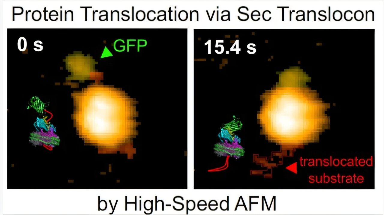 High-speed microscopy reveals real-time protein translocation across a ...