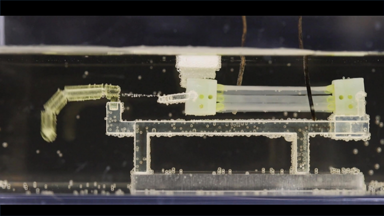 Japanese scientists develop Terminator-like hand with lab-grown tissue
