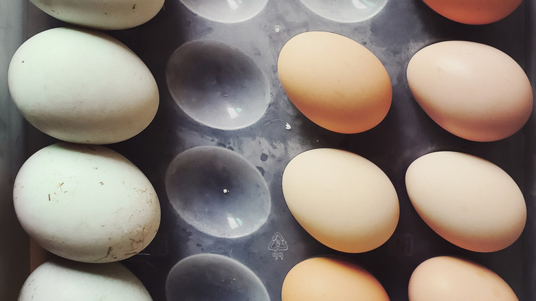 Is There Really A Difference In Taste Between Duck And Chicken Eggs?