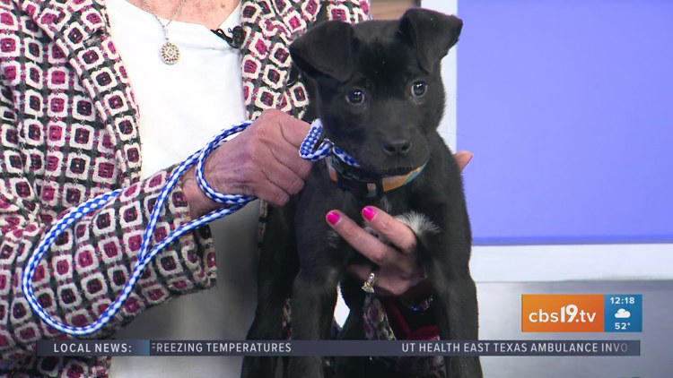 TUESDAY TAILS: Meet Chloe from the SPCA of East Texas