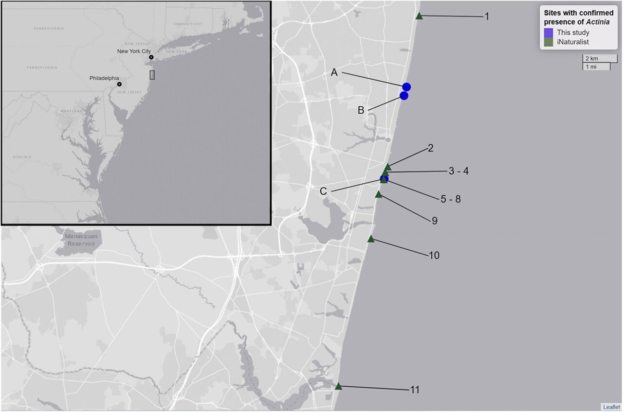 Scientists confirm new invasive species of anemone in U.S. on New ...