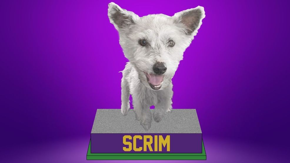 Escape artist dog gets his own bobblehead