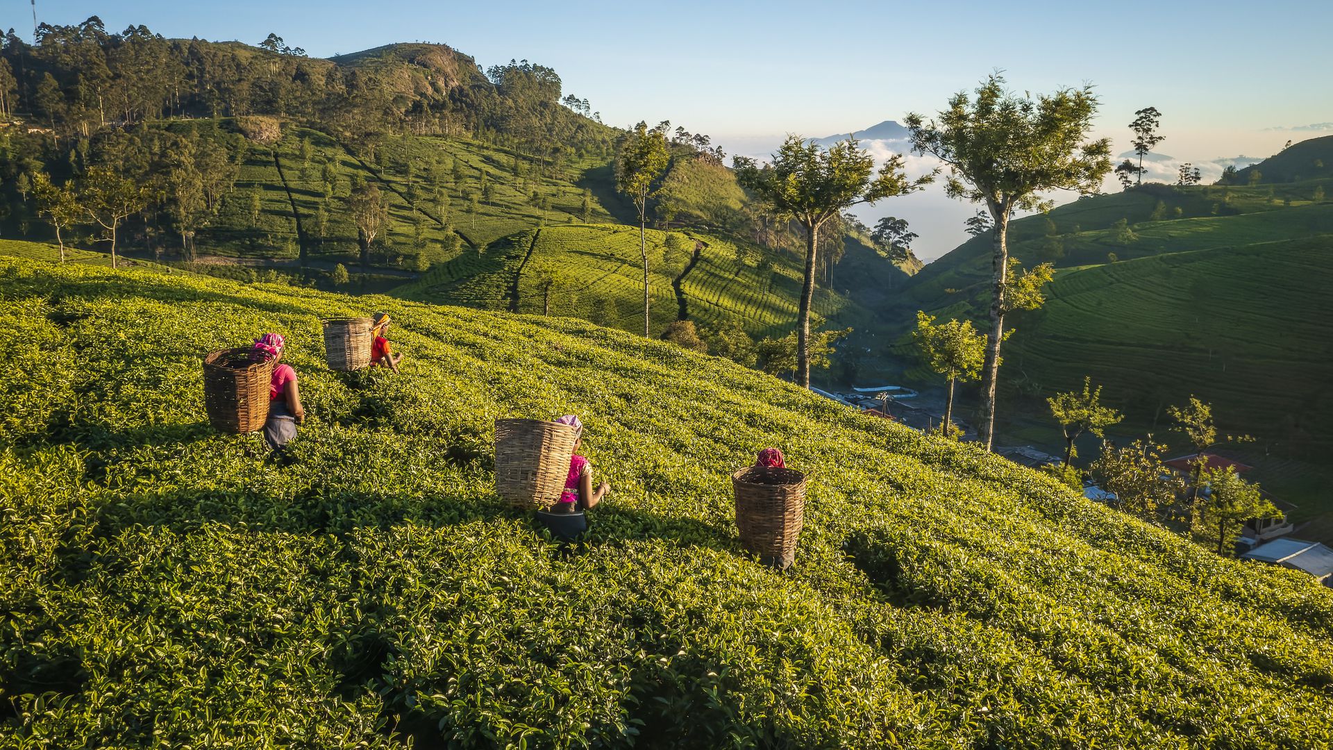 An Eater’s Guide to Sri Lanka
