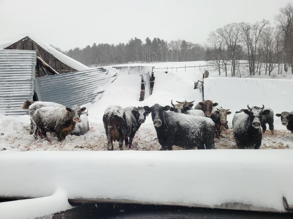 Barn collapse kills multiple cows in Williamstown