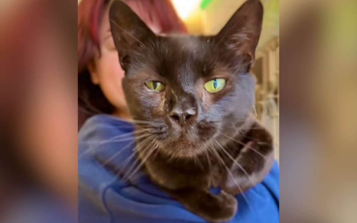 Outrage at Reason Why Senior Pet Surrendered to Shelter: 'Truly Disgusting'