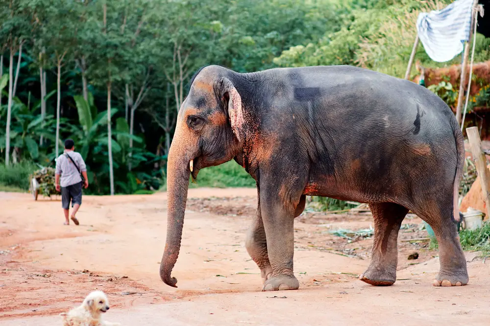 13 Signs You’re As Sensitive As An Elephant (And Why That’s A Good Thing)