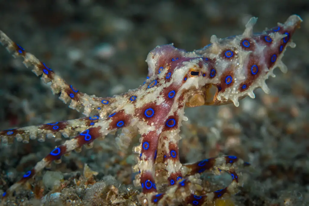 The 15 Most Dangerous Animals That Look Totally Harmless (and Sometimes ...