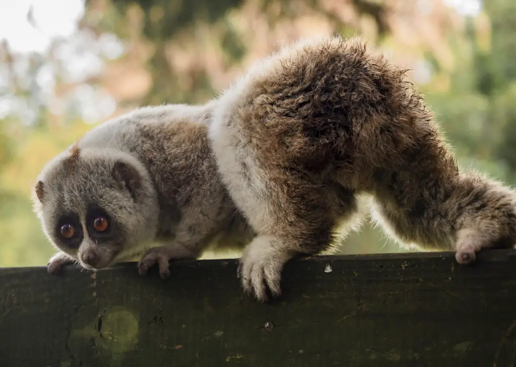 The 15 Most Dangerous Animals That Look Totally Harmless (and Sometimes ...