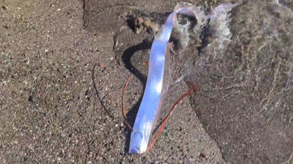 Slithery ‘doomsday’ fish washes up on beach, sparking ‘disaster’ fears ...