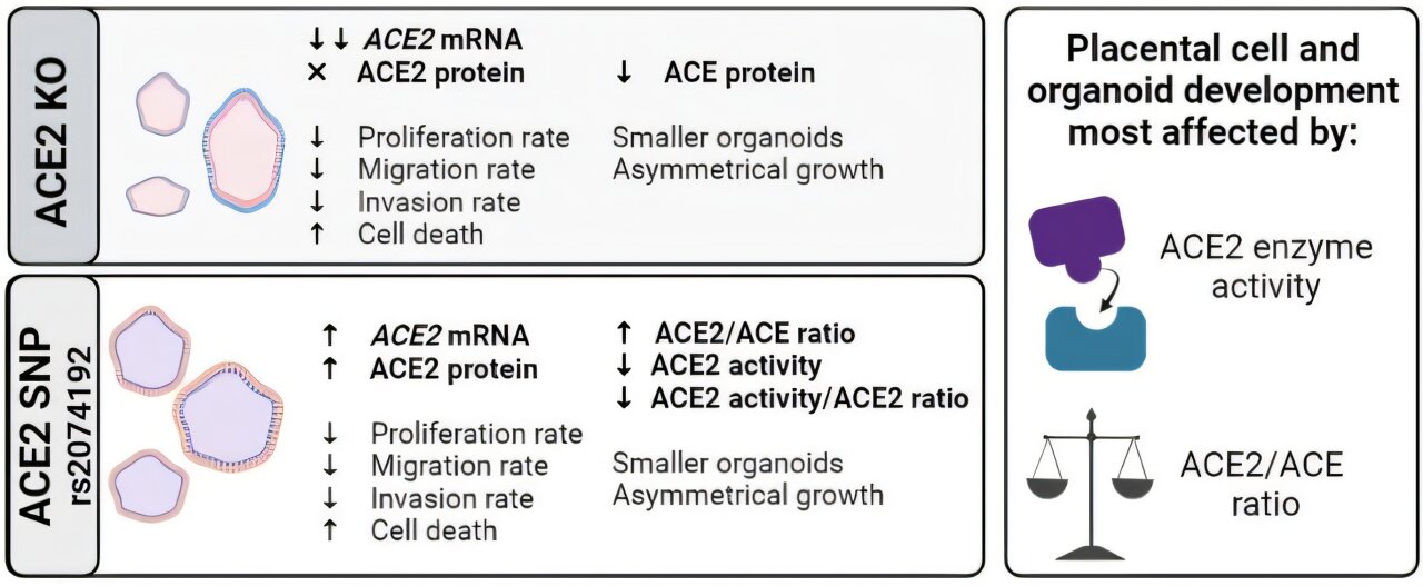 Gene editing reveals enzyme's role in placental health during pregnancy