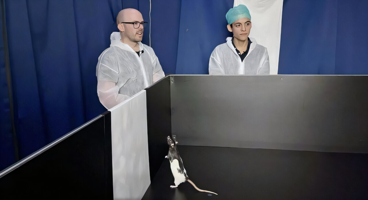 Grid cells' rhythmic sweeps reshape understanding of brain's spatial ...