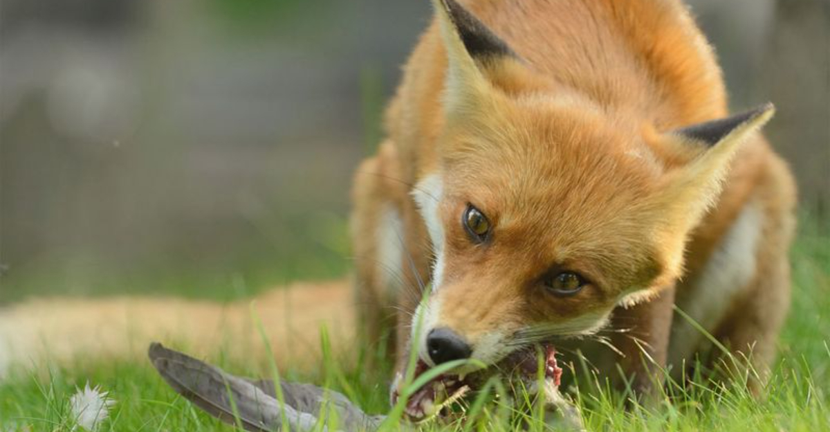 14 Little-Known Predators That Keep U.S. Ecosystems in Check