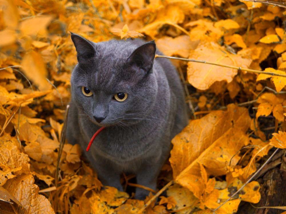CatCore: Uma nova tendência cheia de amor!