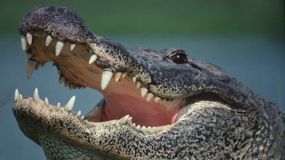 At Least One Florida Sewage System Is Swimming With Alligators, Study Shows