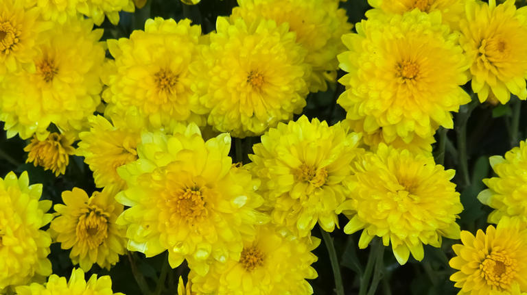 12 Beautiful Mums To Plant In Spring In Your Garden, Recommended By Our ...