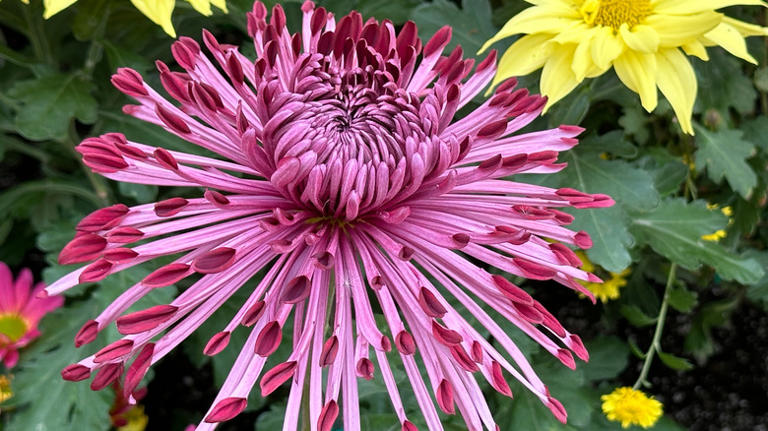 12 Beautiful Mums To Plant In Spring In Your Garden, Recommended By Our ...