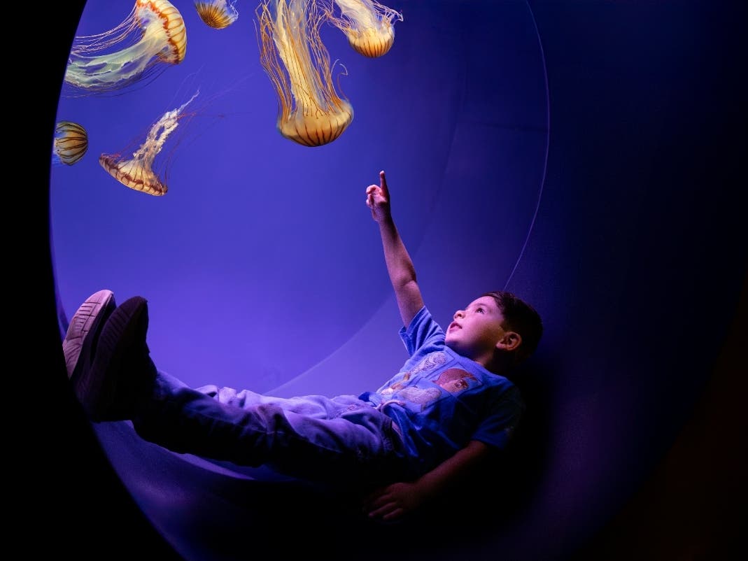'Milestone' Jellyfish Exhibit To Open March 15 At SeaWorld San Diego