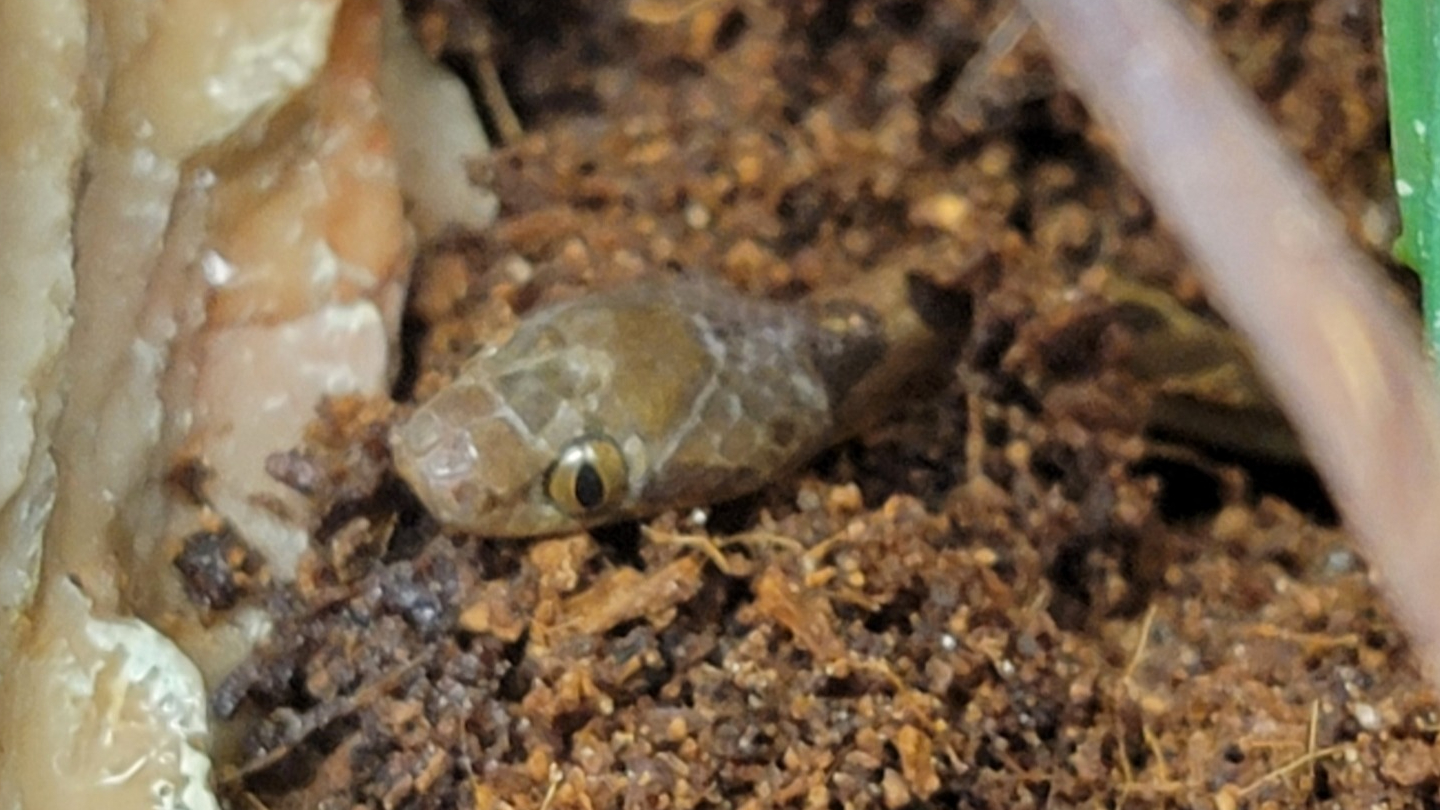 Meet the venomous snake found in a bunch of bananas at a NH Market Basket