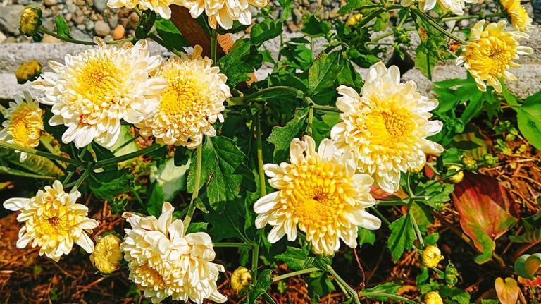 12 Beautiful Mums To Plant In Spring In Your Garden, Recommended By Our ...