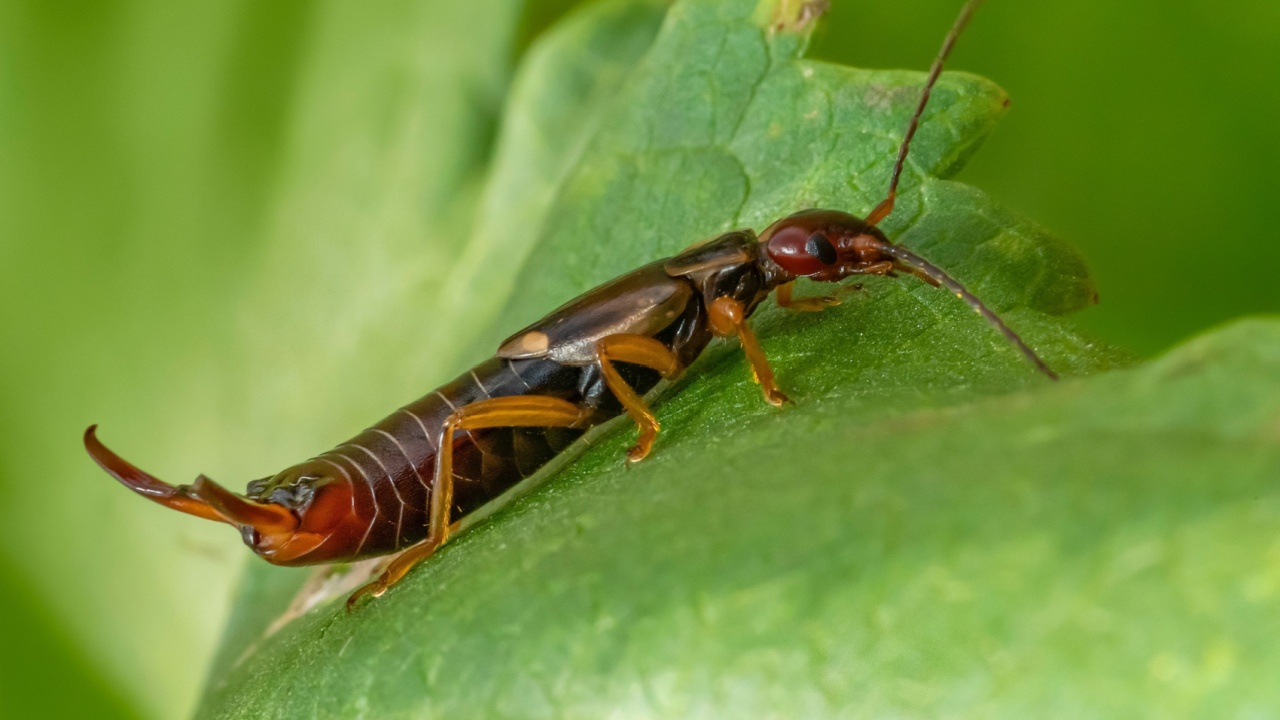 10 Garden Pests That Look Harmless but Will Destroy Your Plants