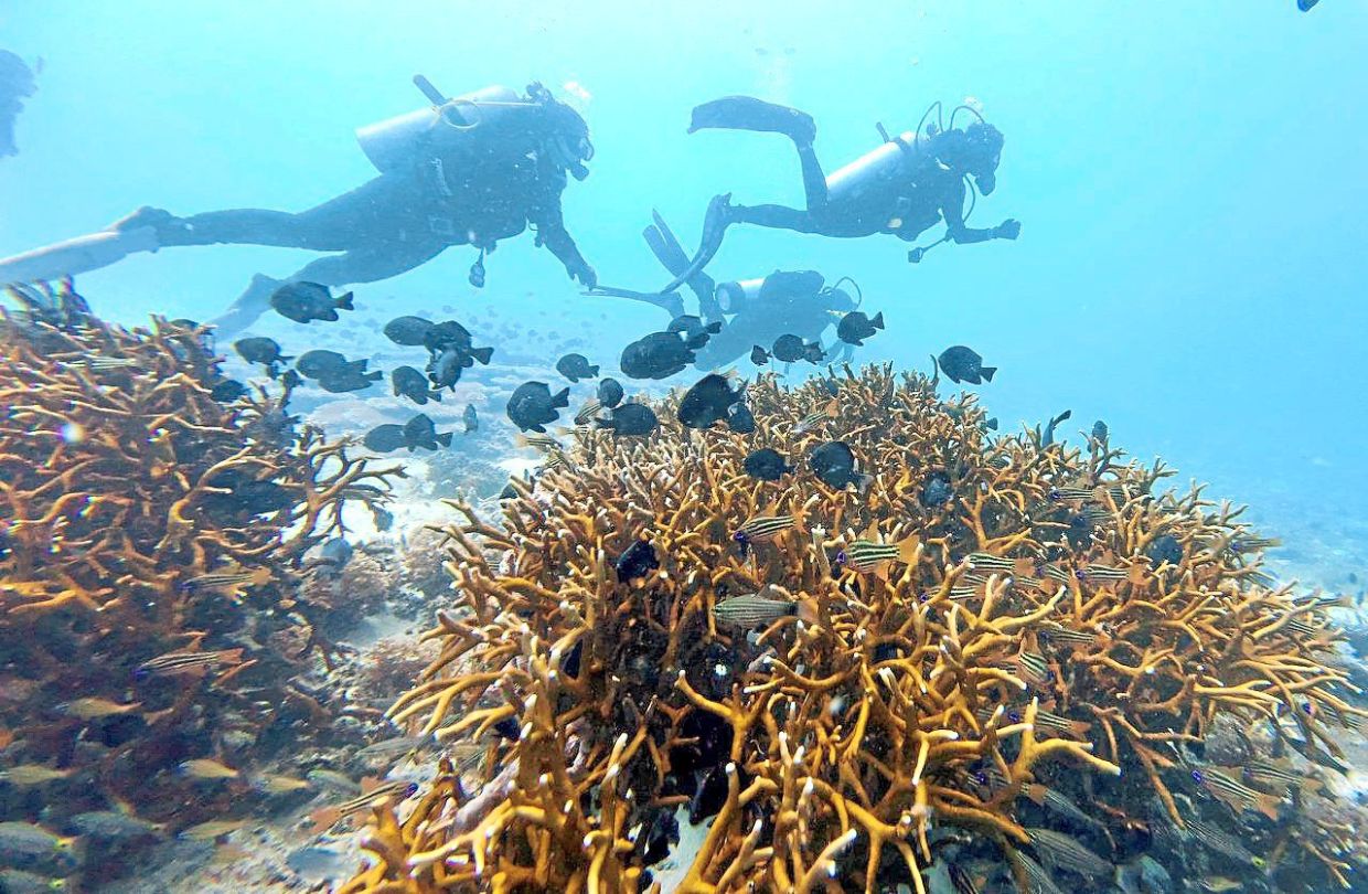Mersing diving into global spotlight
