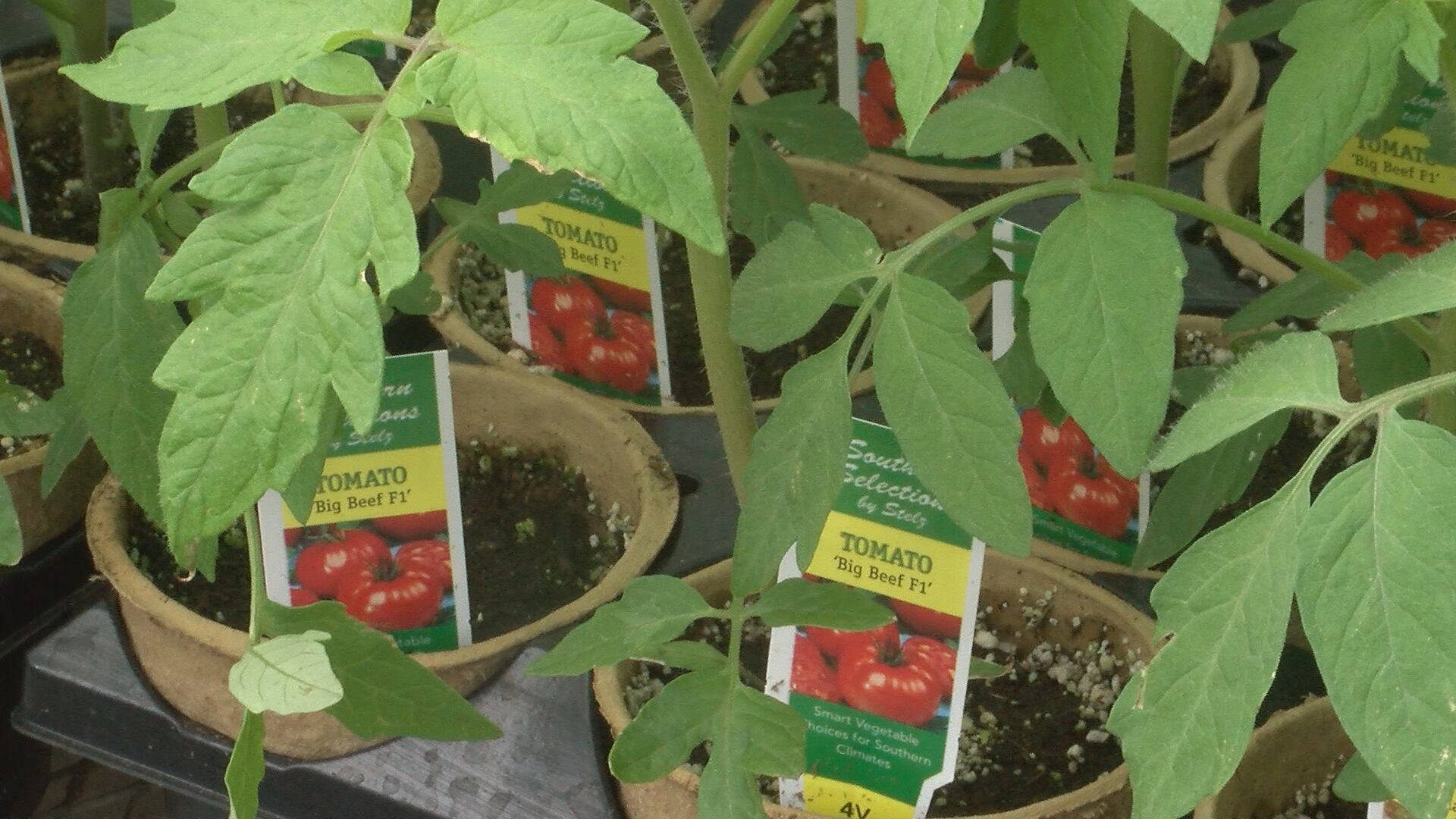 Plant experts explain how to protect your garden for the upcoming freeze