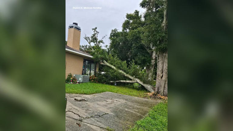 Florida lawmaker wants to make property owners responsible for fallen trees Florida lawmaker wants to make property owners responsible for fallen trees