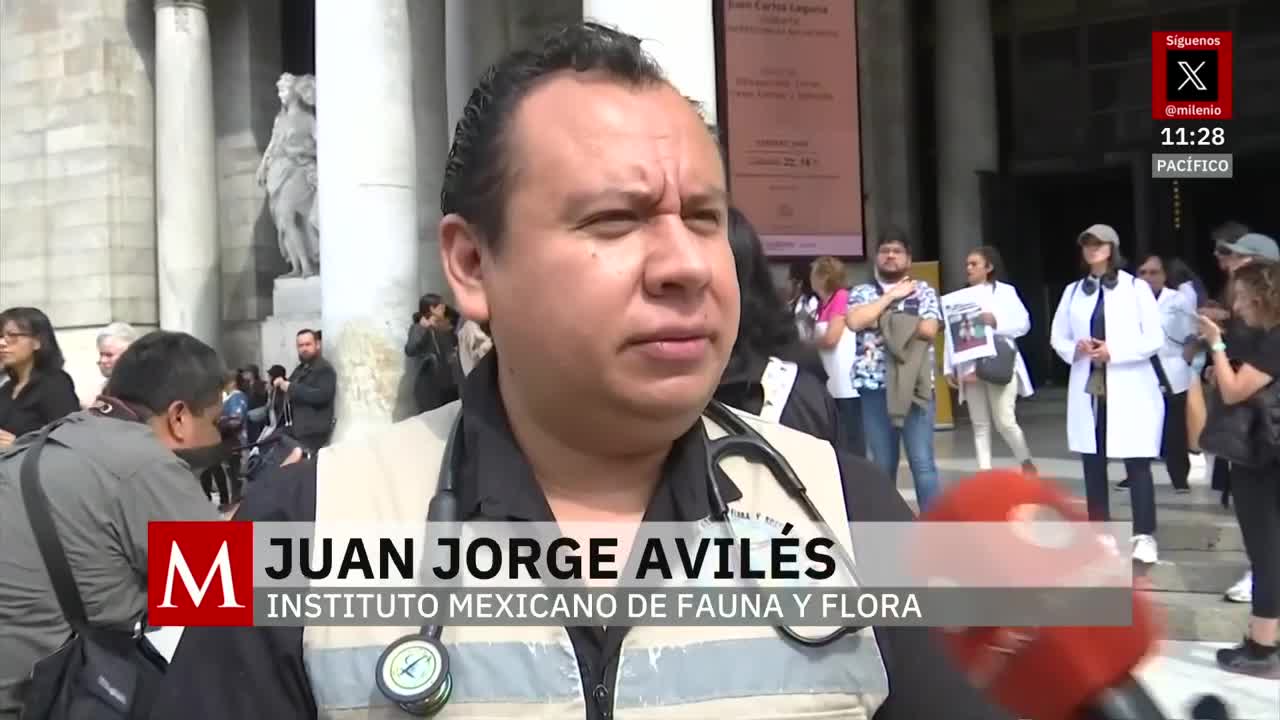 Médicos veterinarios marchan en Paseo de la Reforma por la muerte de ...