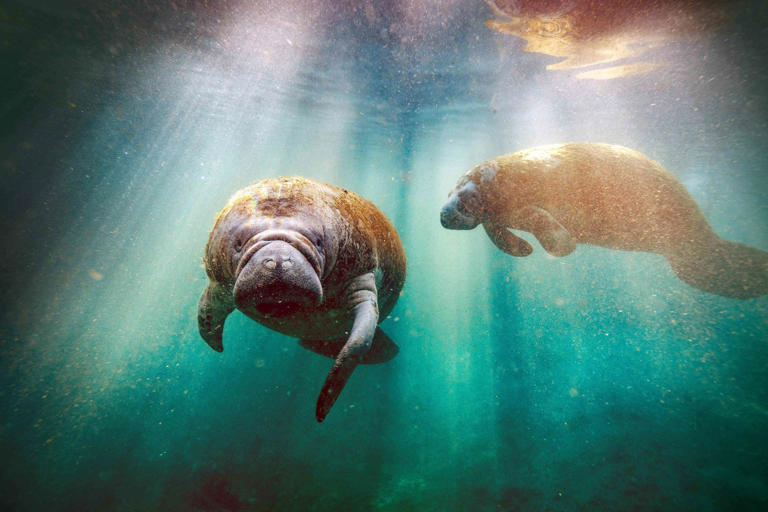 The Magic Of Florida Manatees