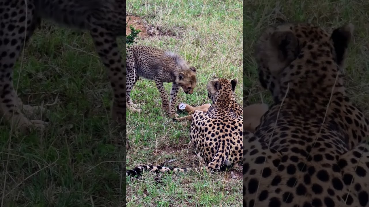 Cheetah savors mealtime in wild savannah hunt