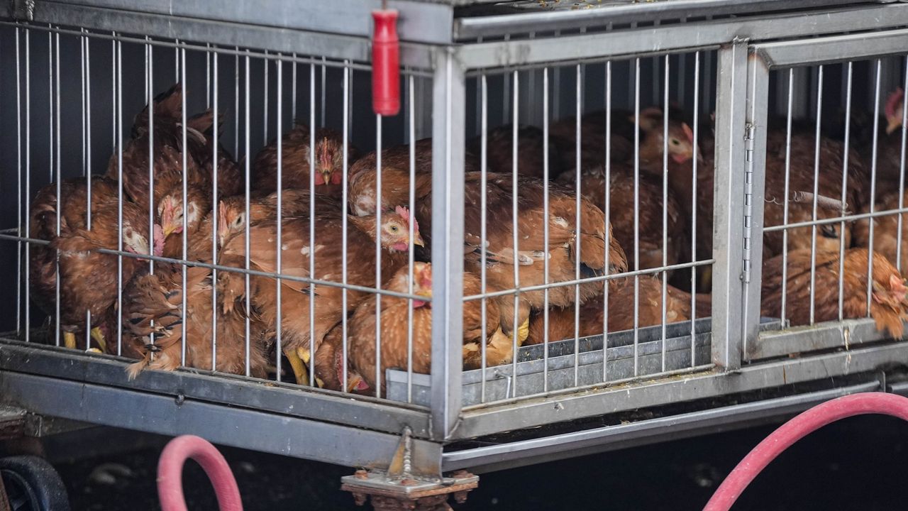 USDA fires, then moves to rehire staff working on bird flu response