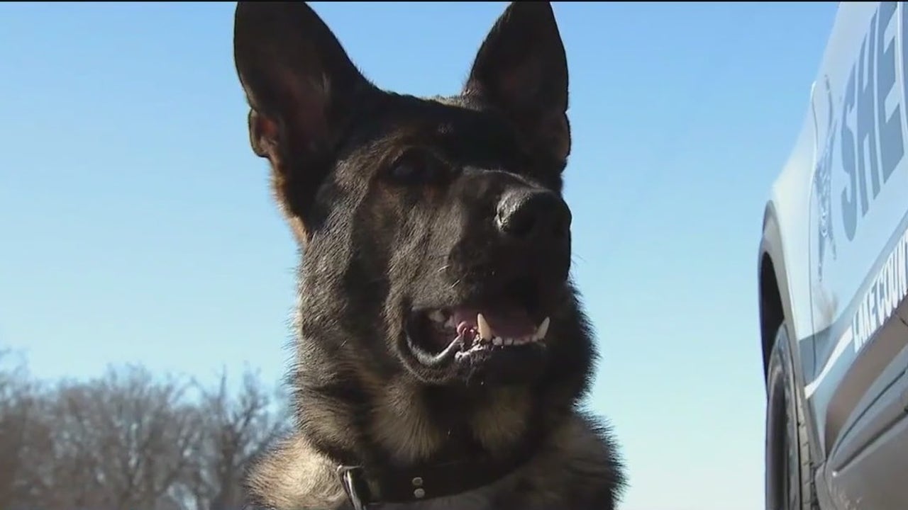 Son of famed police dog 'Dax' to continue legacy in Lake County