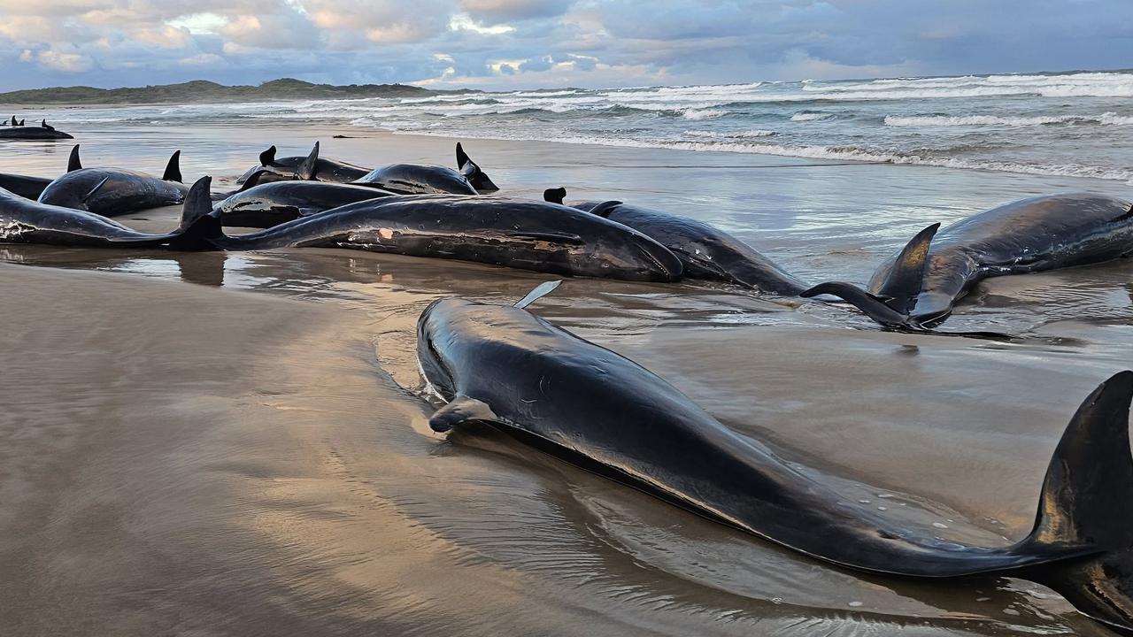 Sad update after whales stranded